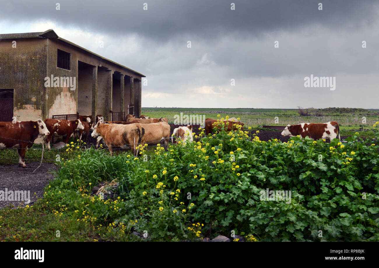Cattle in the Golan Heights in Israel Stock Photo - Alamy