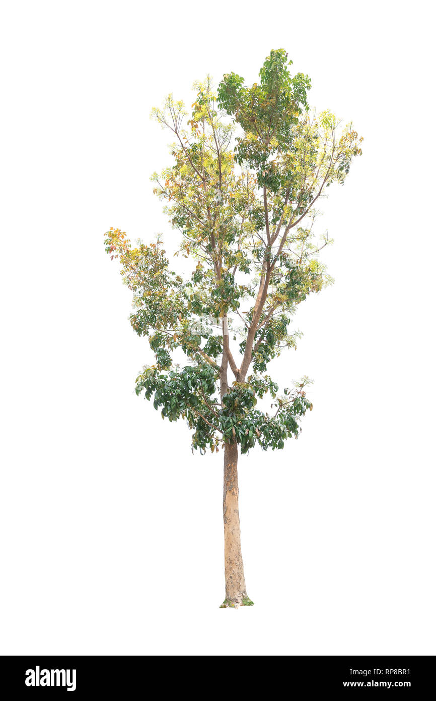 Closeup Big Mahogany Tree isolated on white background Stock Photo - Alamy