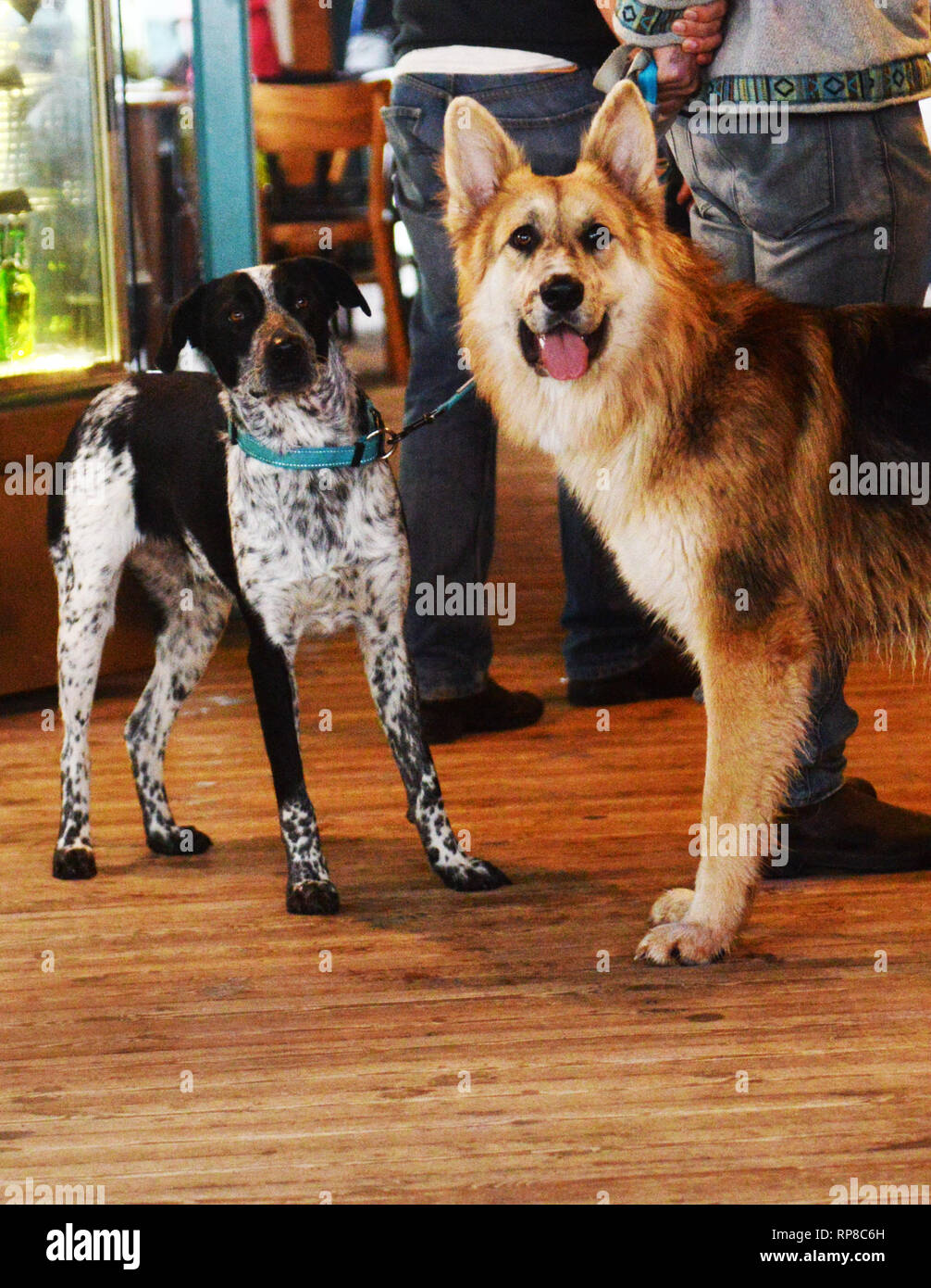 Cute Pet dogs Stock Photo - Alamy