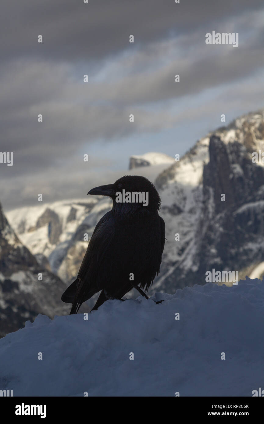Half dome and the raven Stock Photo - Alamy
