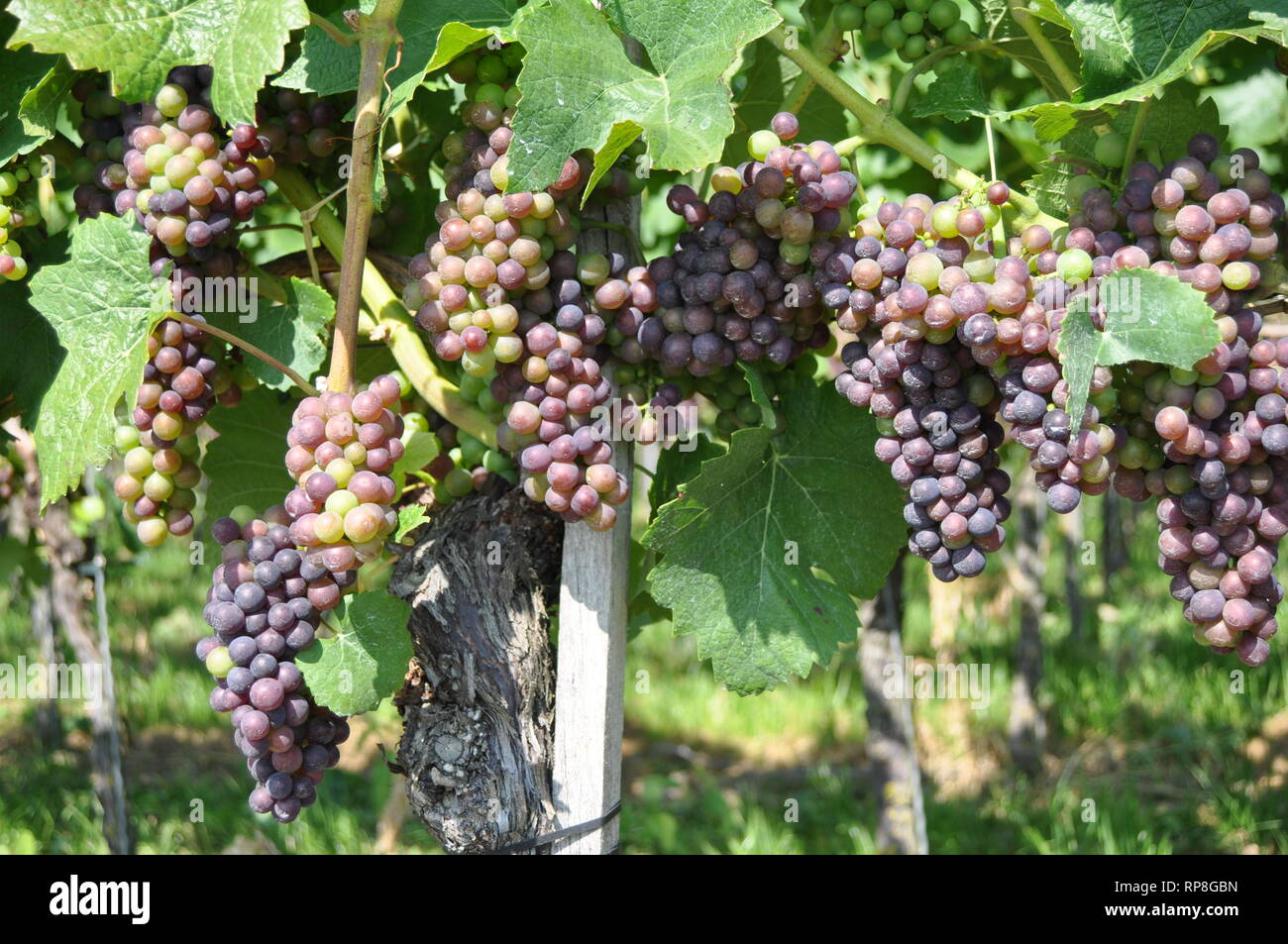 colorful wine grapes in a german vineyard Stock Photo - Alamy