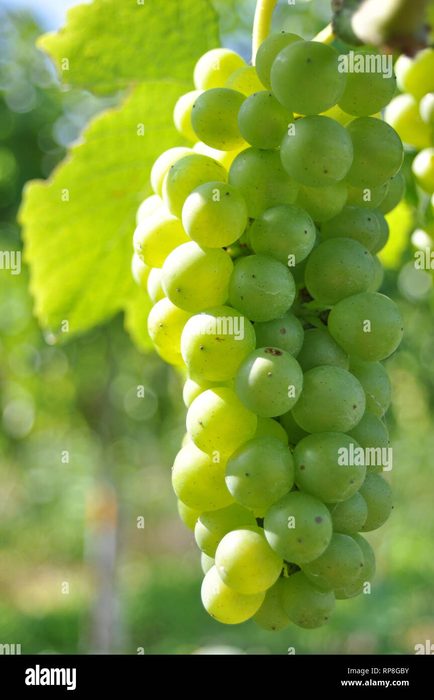 colorful wine grapes in a german vineyard Stock Photo - Alamy