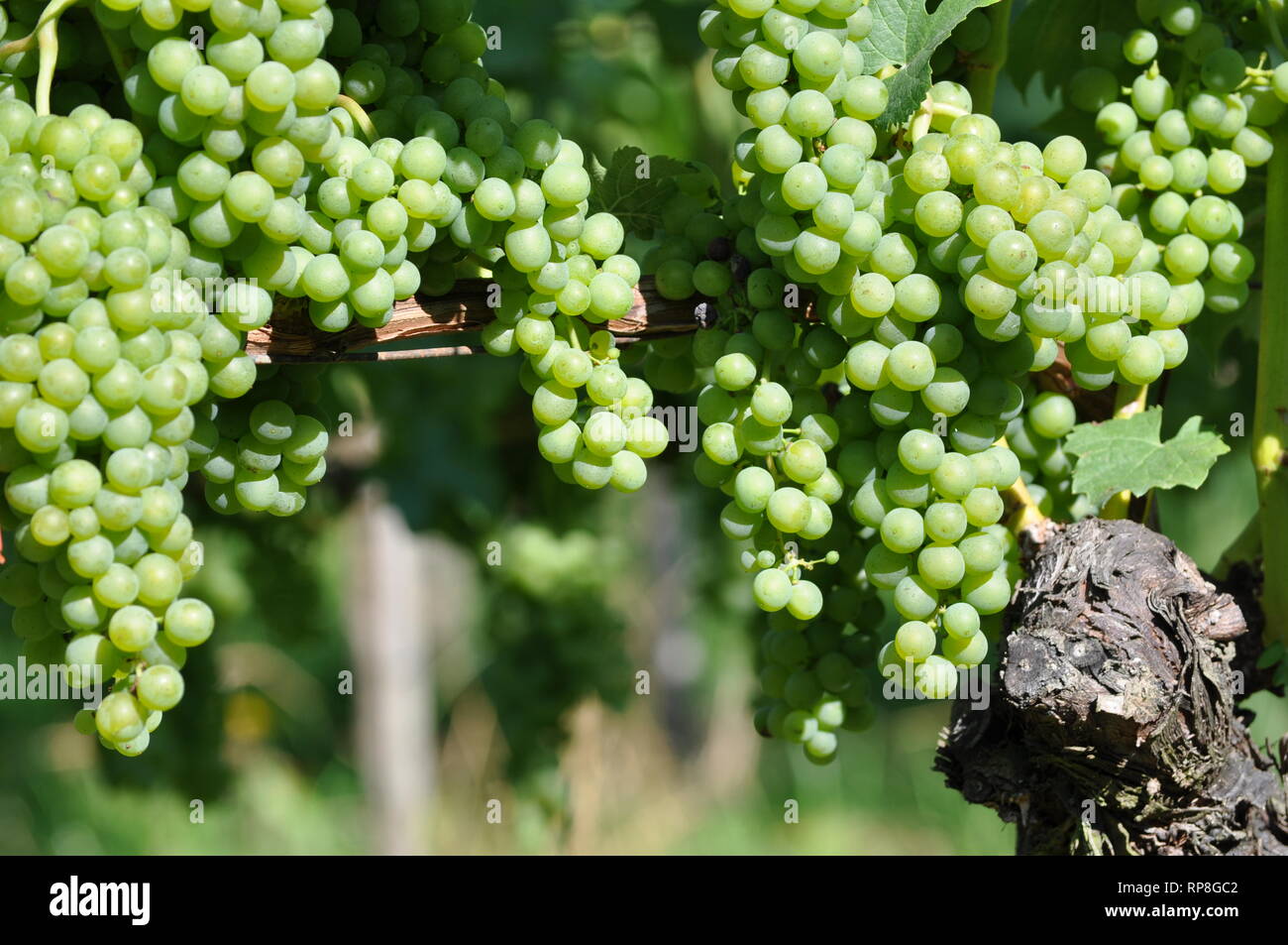 colorful wine grapes in a german vineyard Stock Photo - Alamy