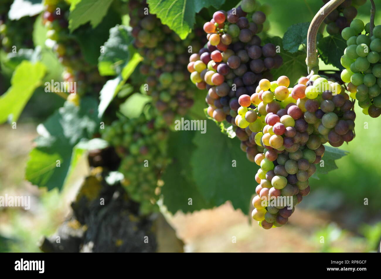 colorful wine grapes in a german vineyard Stock Photo - Alamy