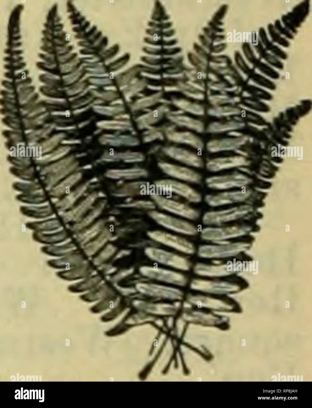 Dagger log hi-res stock photography and images - Alamy