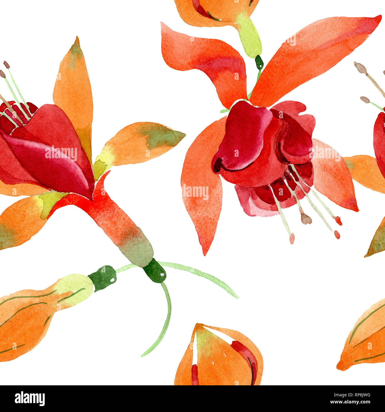 Red orange fuchsia floral botanical flower. Watercolor background ...