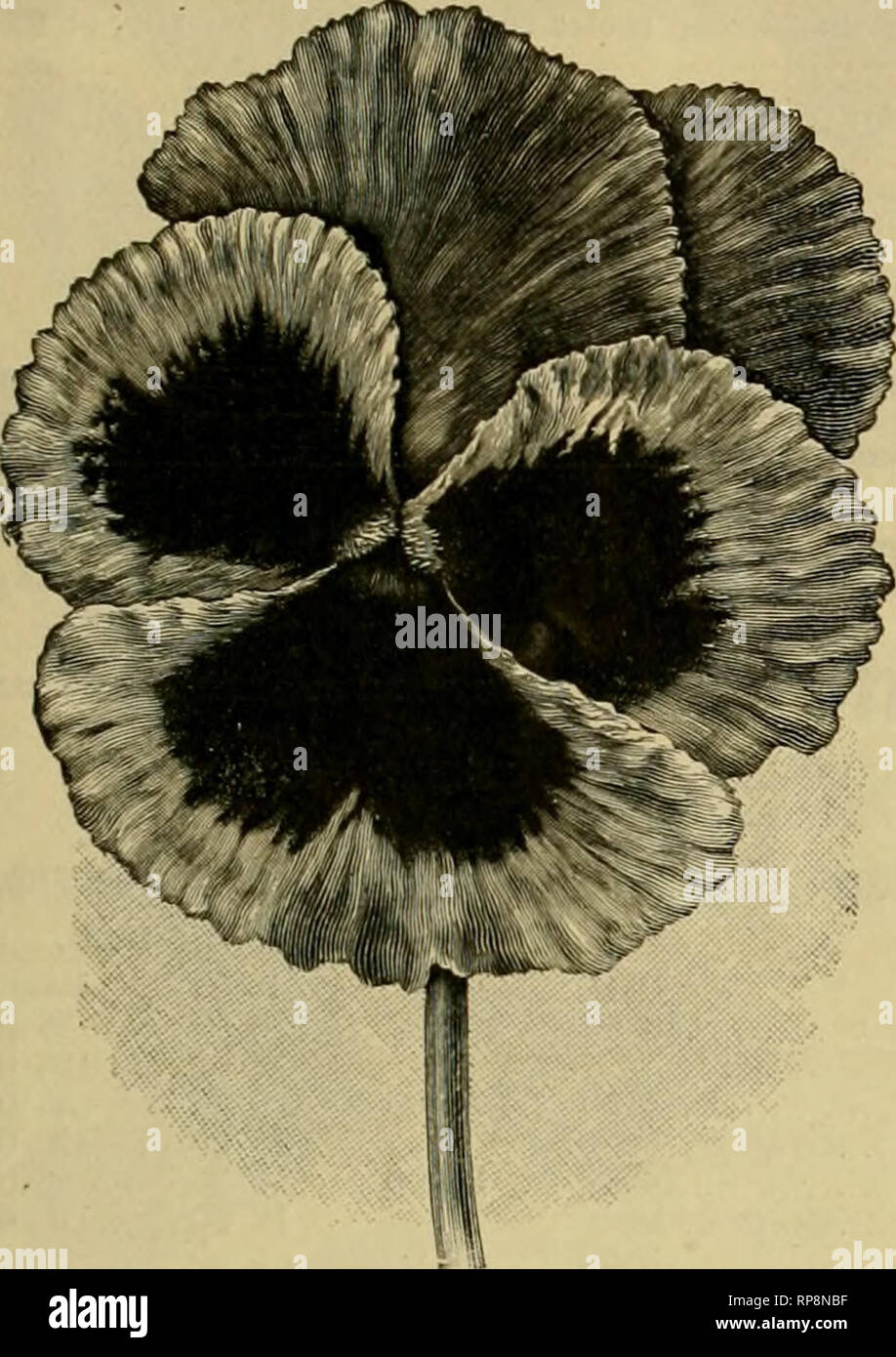 Asparagus capensis hi-res stock photography and images - Alamy