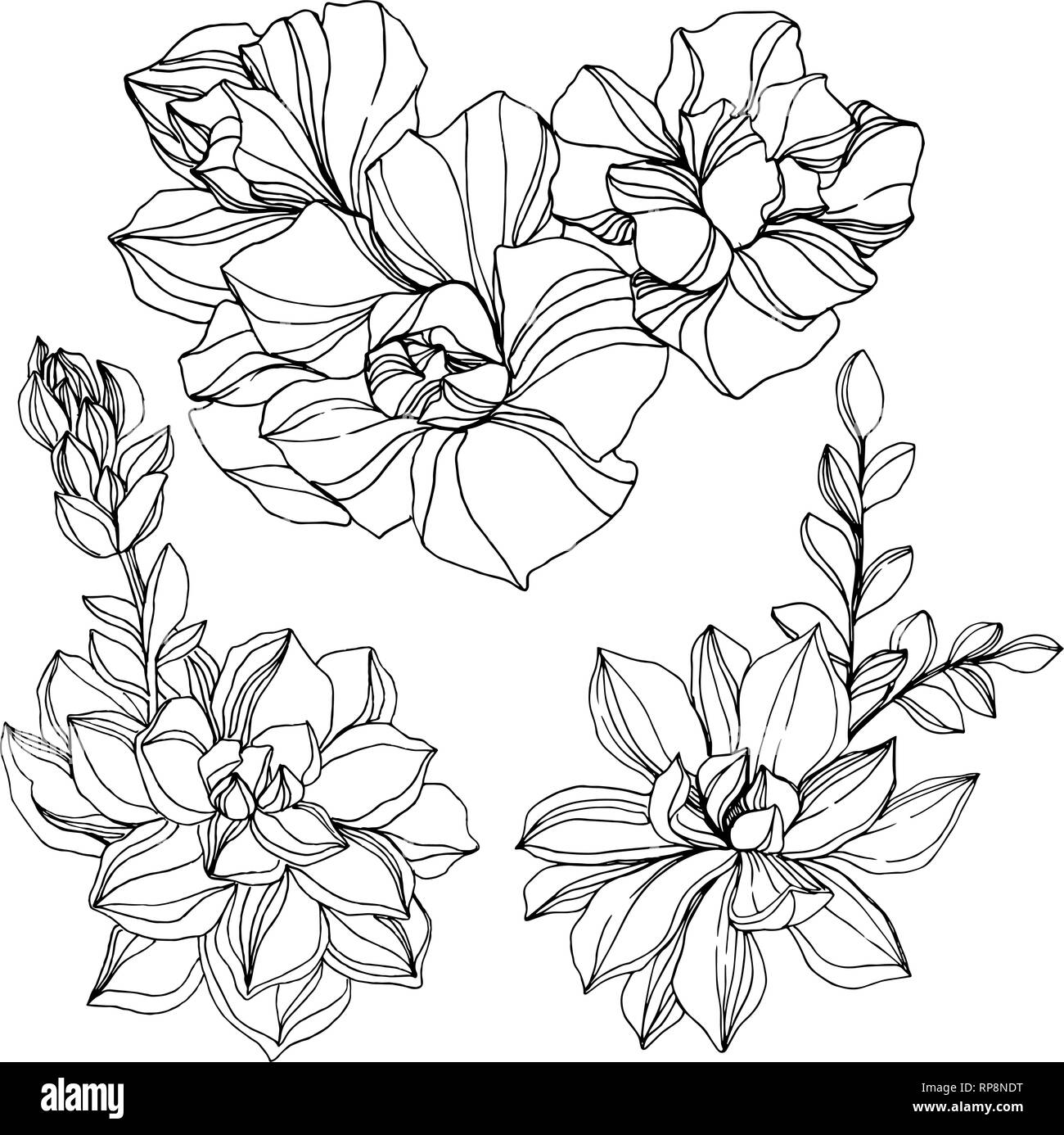 Black And White Succulent Drawing