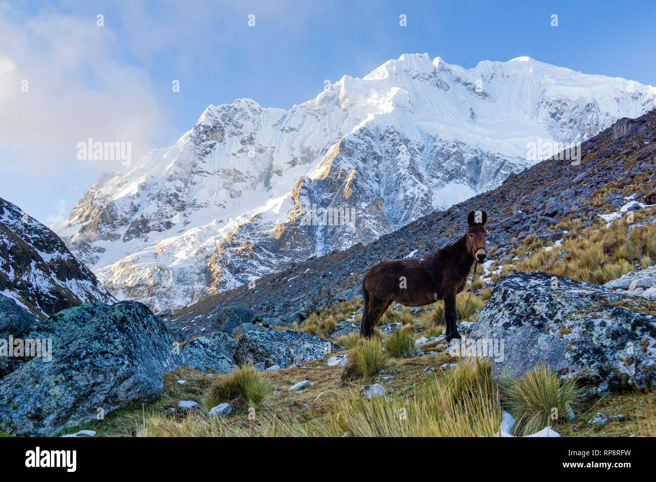 Mountain summit looms over wild donkey on Salcantay trek in Andes ...