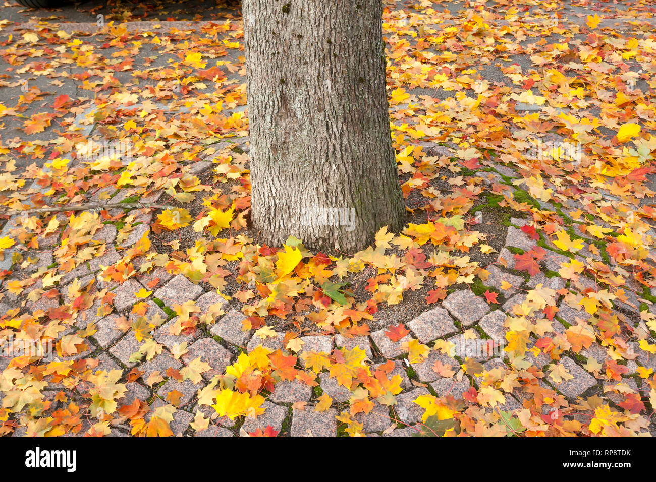 Colorful autumn maple leaves and tree trunk on walkway in Finland Stock ...