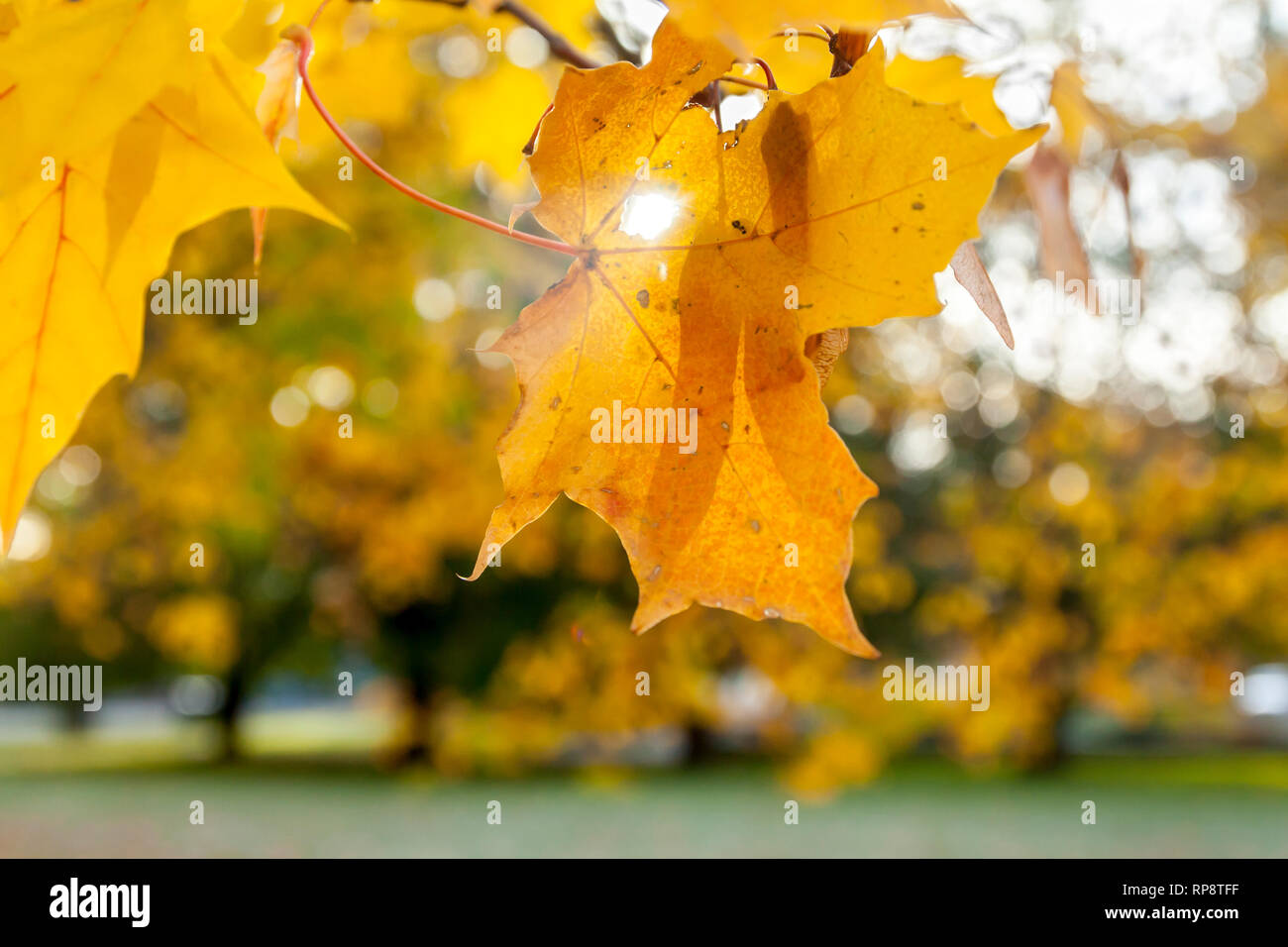Autumn in the park: golden maple tree leaves in the sunlight Stock ...
