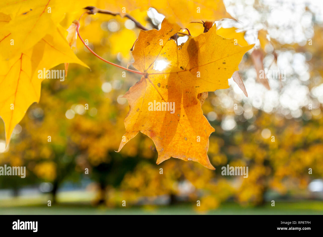 Autumn in the park: golden maple tree leaves in the sunlight Stock ...