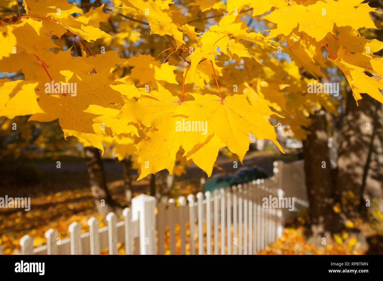 Beautiful colorful autumn scene with white fence and fall colors in ...
