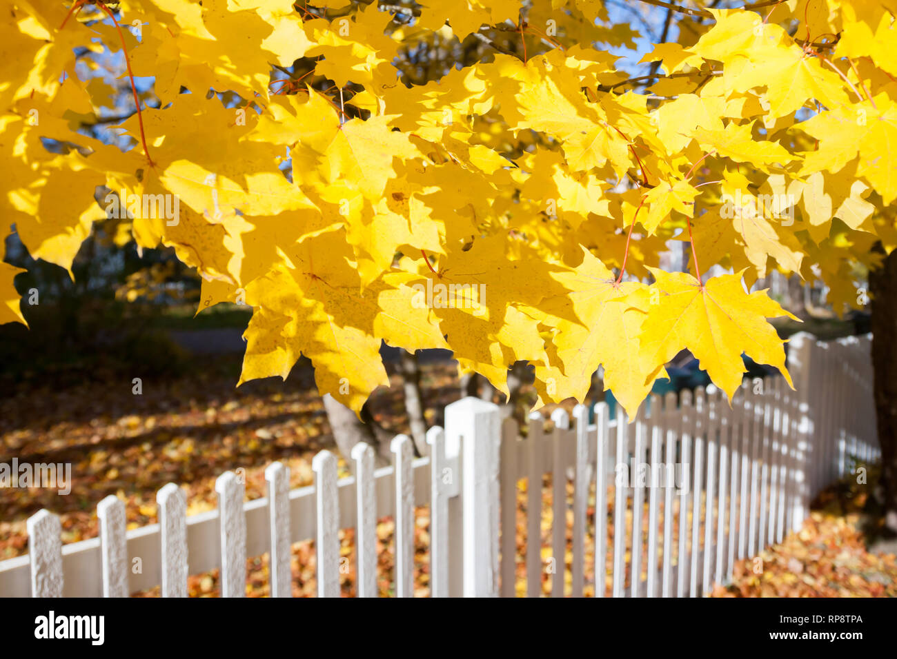 Beautiful colorful autumn scene with white fence and fall colors in ...