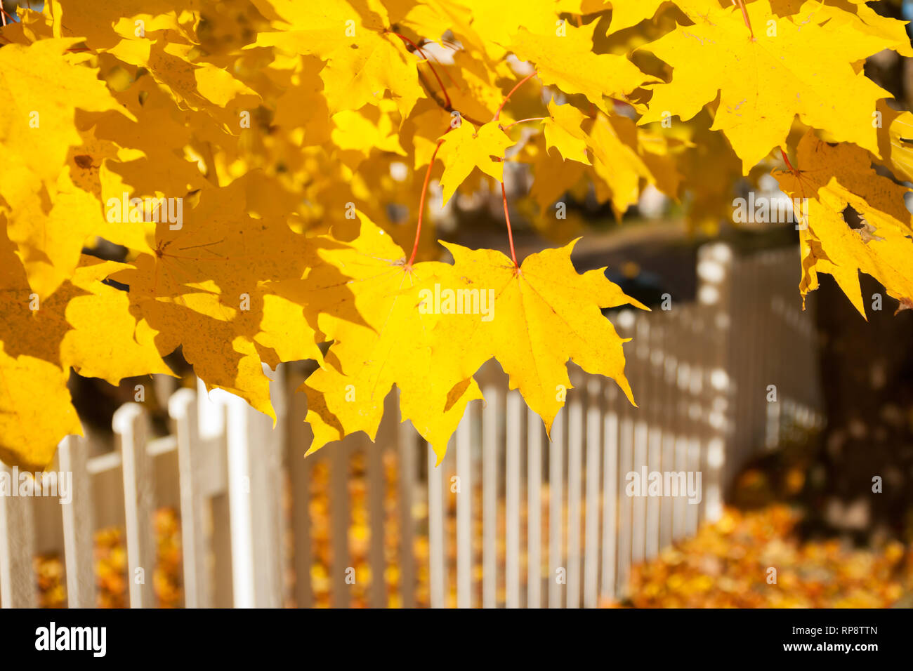 Beautiful colorful autumn scene with white fence and fall colors in ...