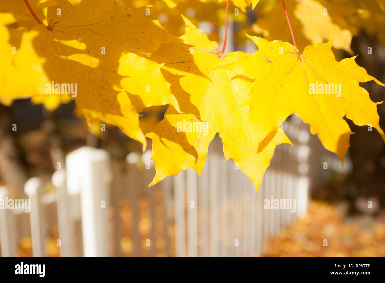 Beautiful colorful autumn scene with white fence and fall colors in ...