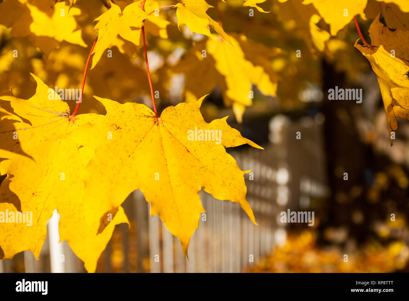 Beautiful colorful autumn scene with white fence and fall colors in ...