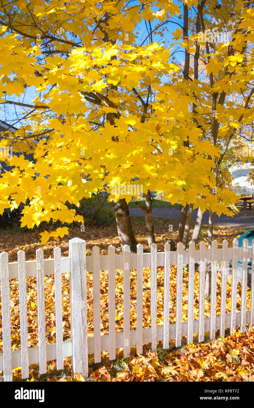 Beautiful colorful autumn scene with white fence and fall colors in ...