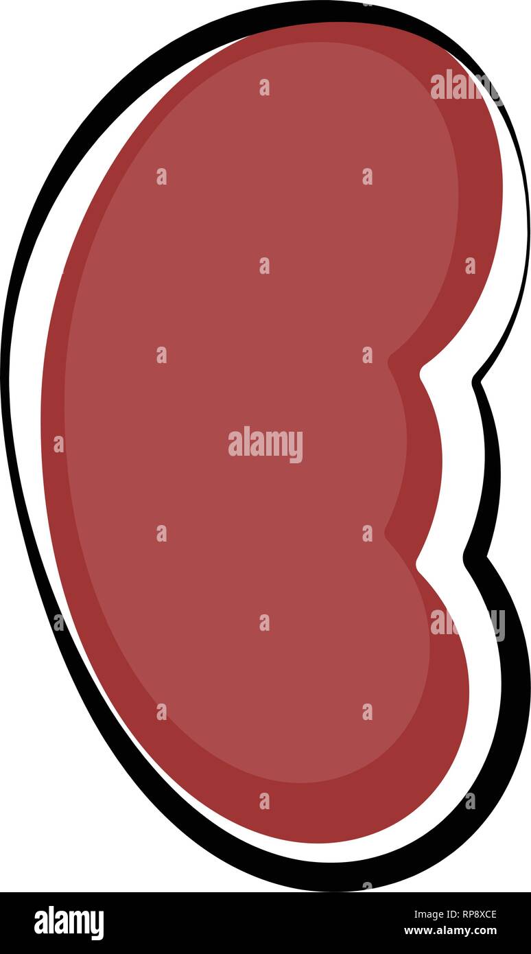 Isolated human kidney. Colored sketch Stock Vector Image & Art - Alamy