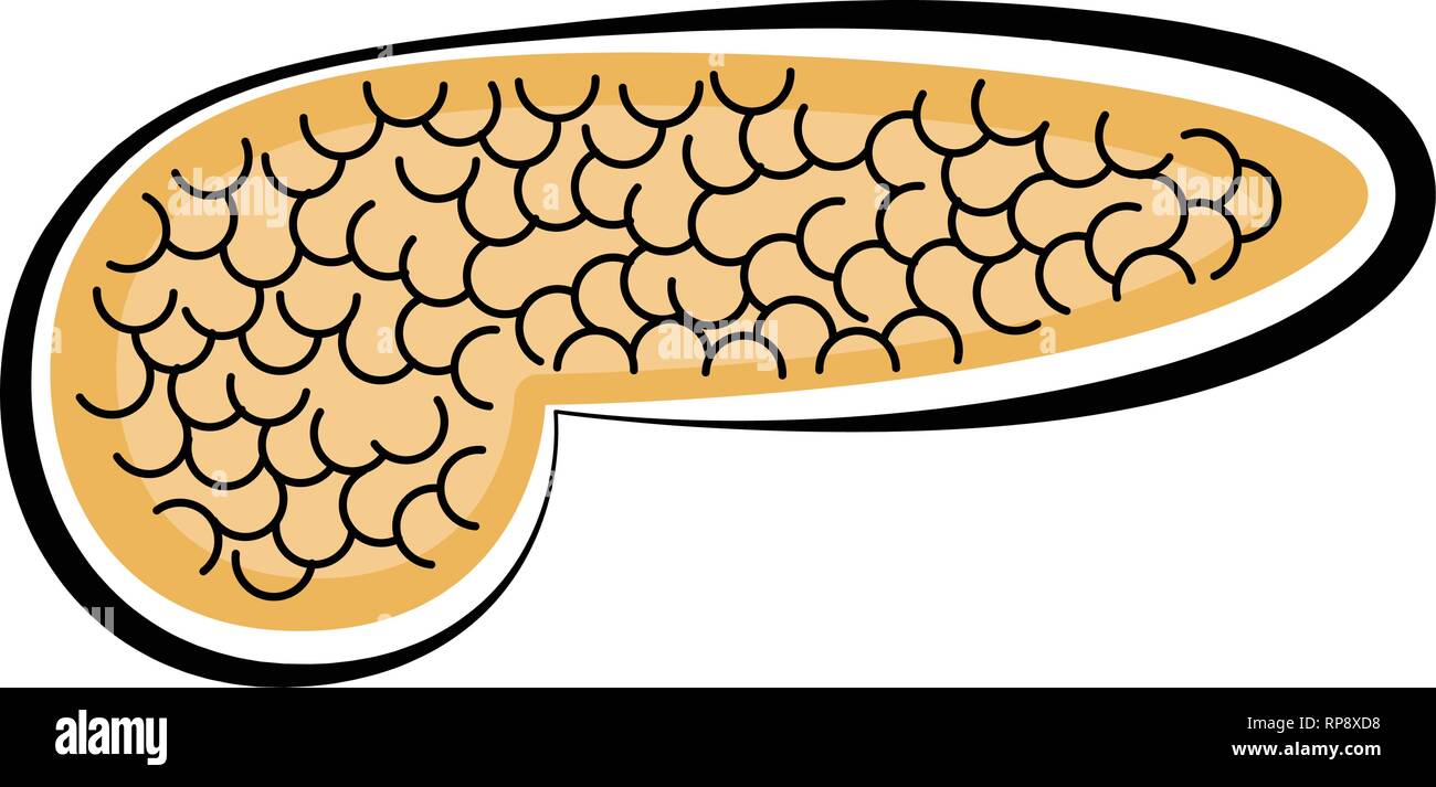 Isolated human pancreas. Colored sketch Stock Vector Image & Art - Alamy