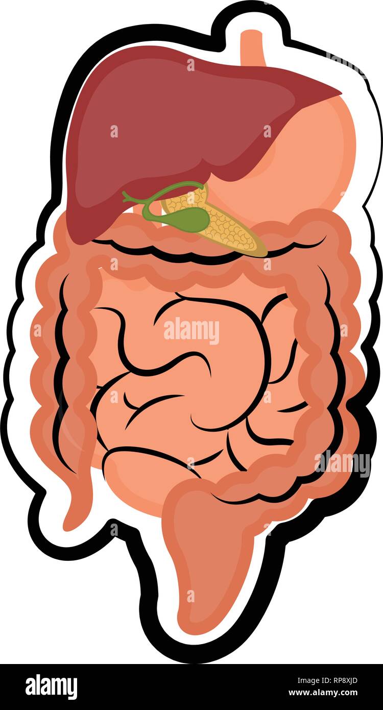 Human digestive system. Colored sketch Stock Vector Image & Art - Alamy
