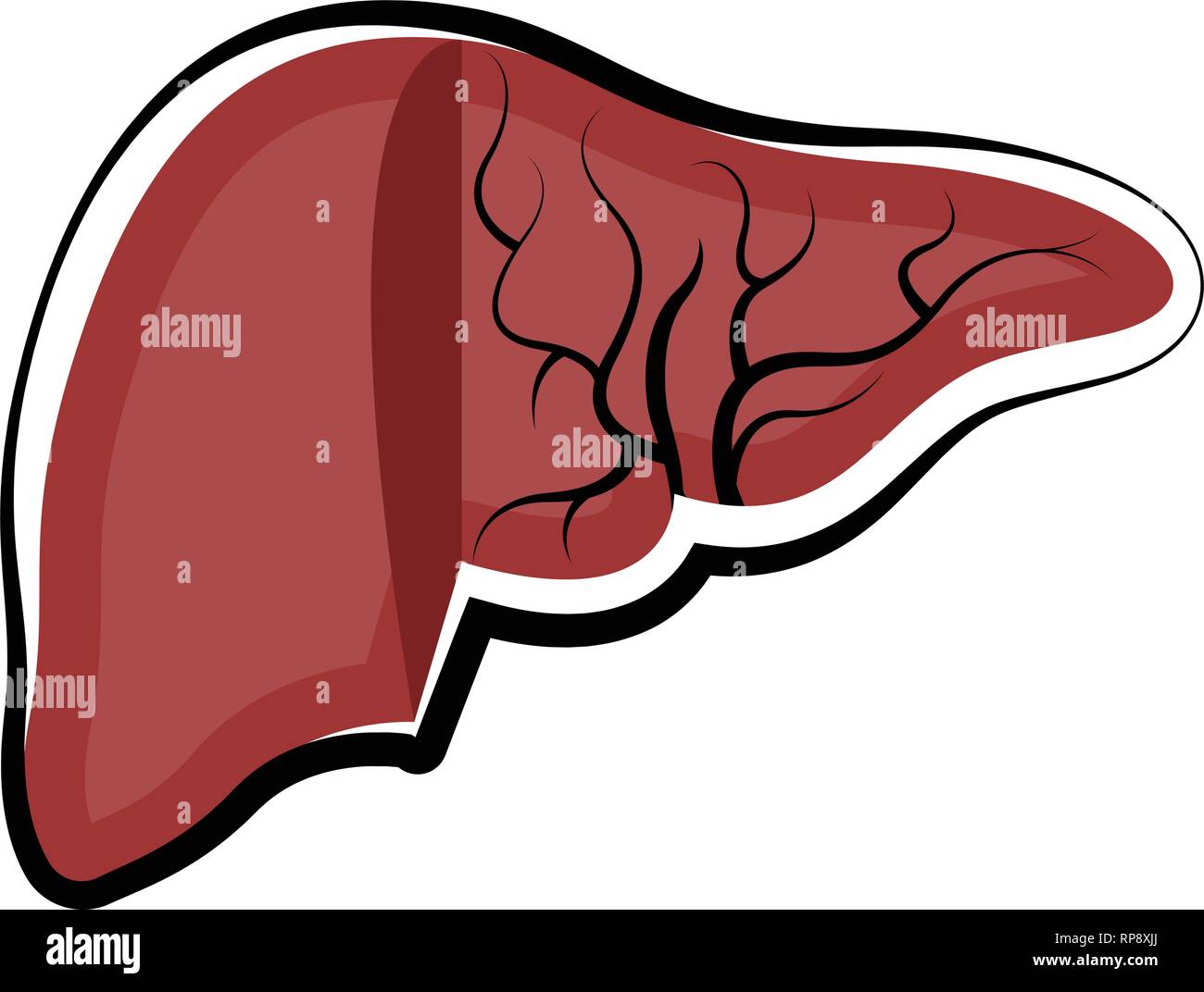 Human cut liver. Colored sketch Stock Vector Image & Art - Alamy