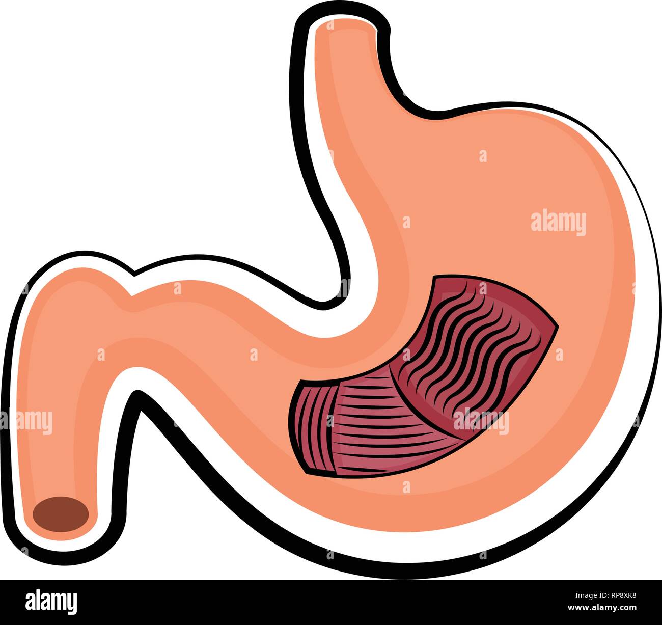 Human cut stomach. Colored sketch Stock Vector Image & Art - Alamy