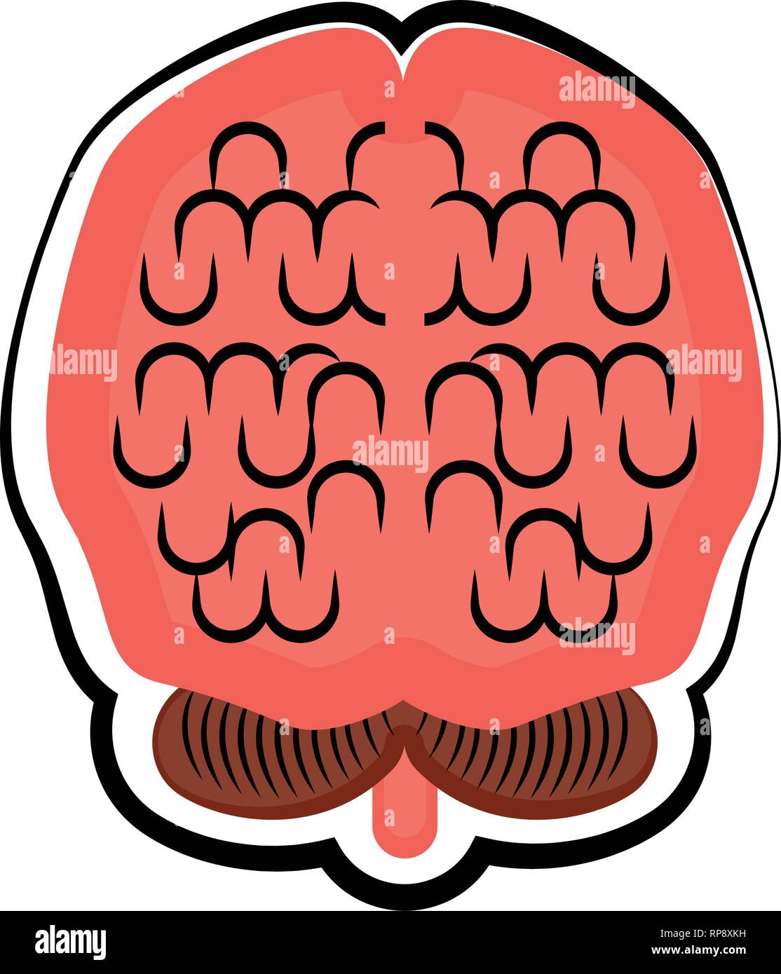 Human cut brain. Colored sketch Stock Vector Image & Art - Alamy