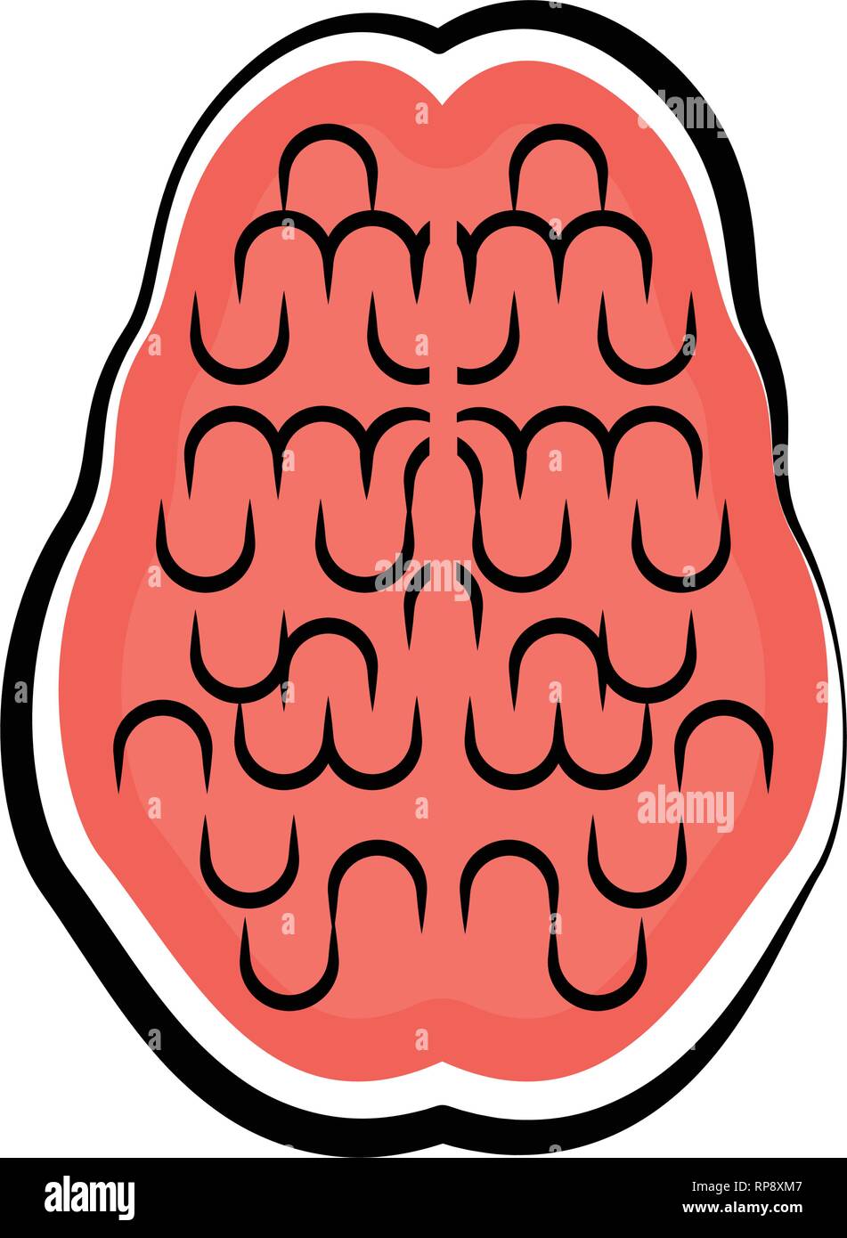 Human cut brain Stock Vector Image & Art - Alamy