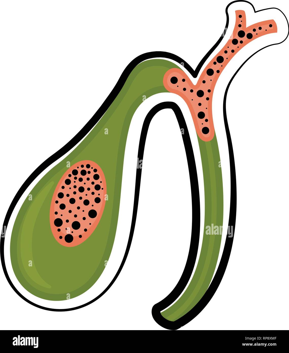 Human cut gallbladder. Colored sketch Stock Vector Image & Art - Alamy