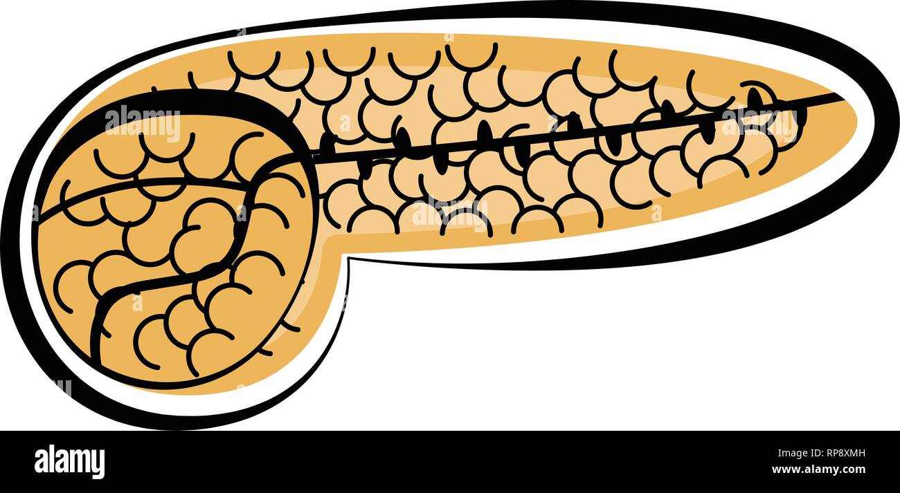 Human cut pancreas. Colored sketch Stock Vector Image & Art - Alamy