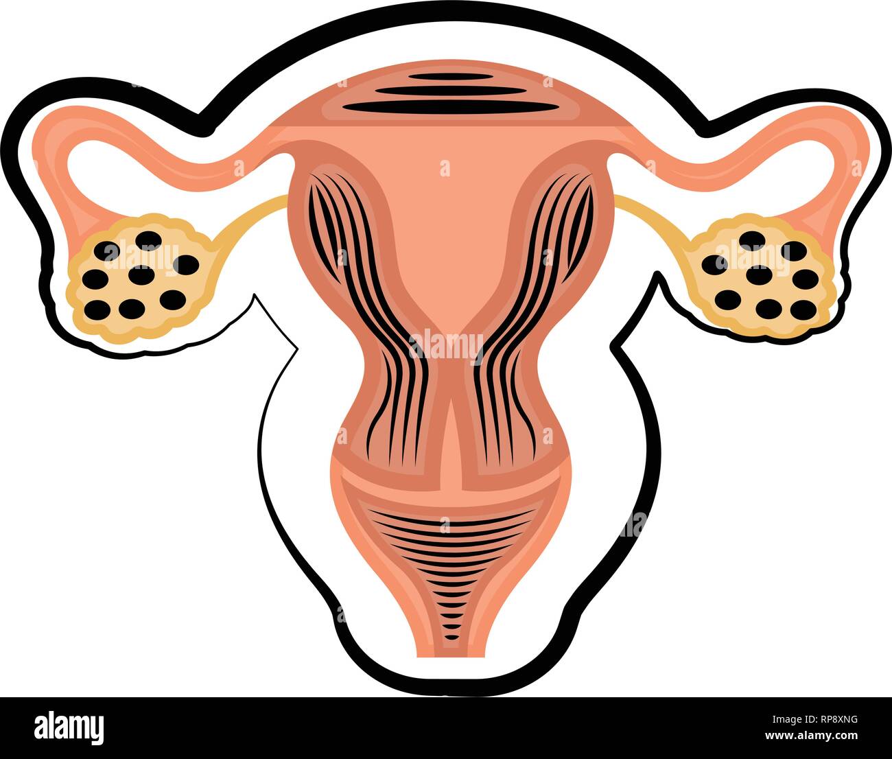 Cut Of Female Reproductive System Stock Vector Image And Art Alamy