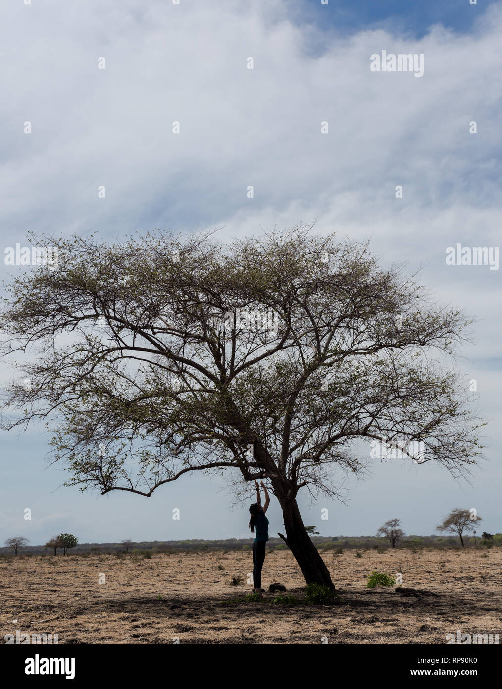 Tree woman silhouette nature hi-res stock photography and images - Alamy