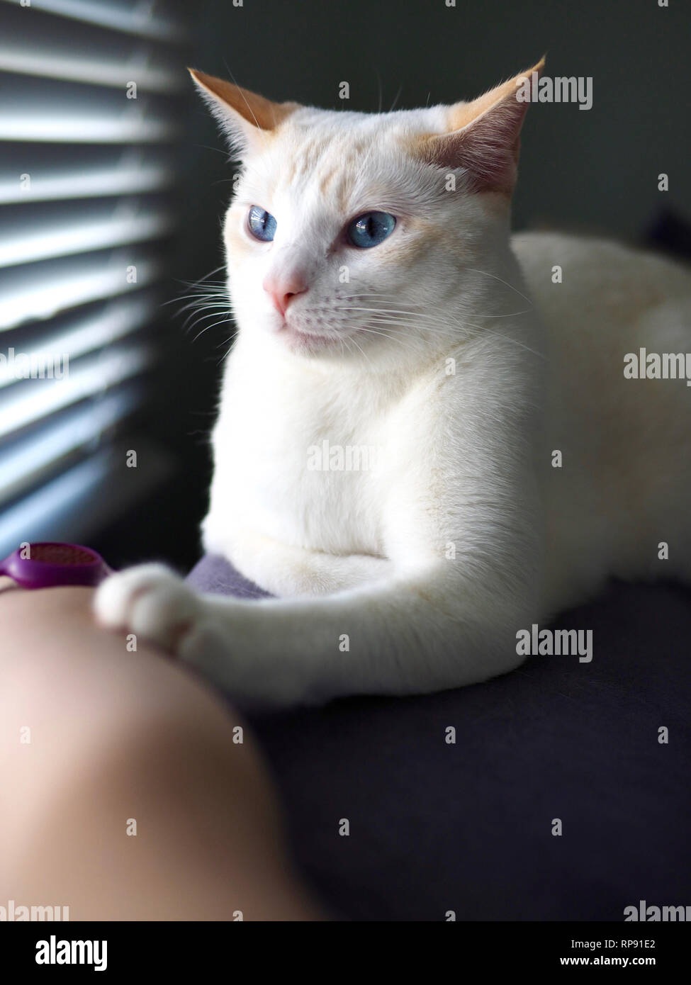 Mitzie the Siamese Cat Stock Photo - Alamy