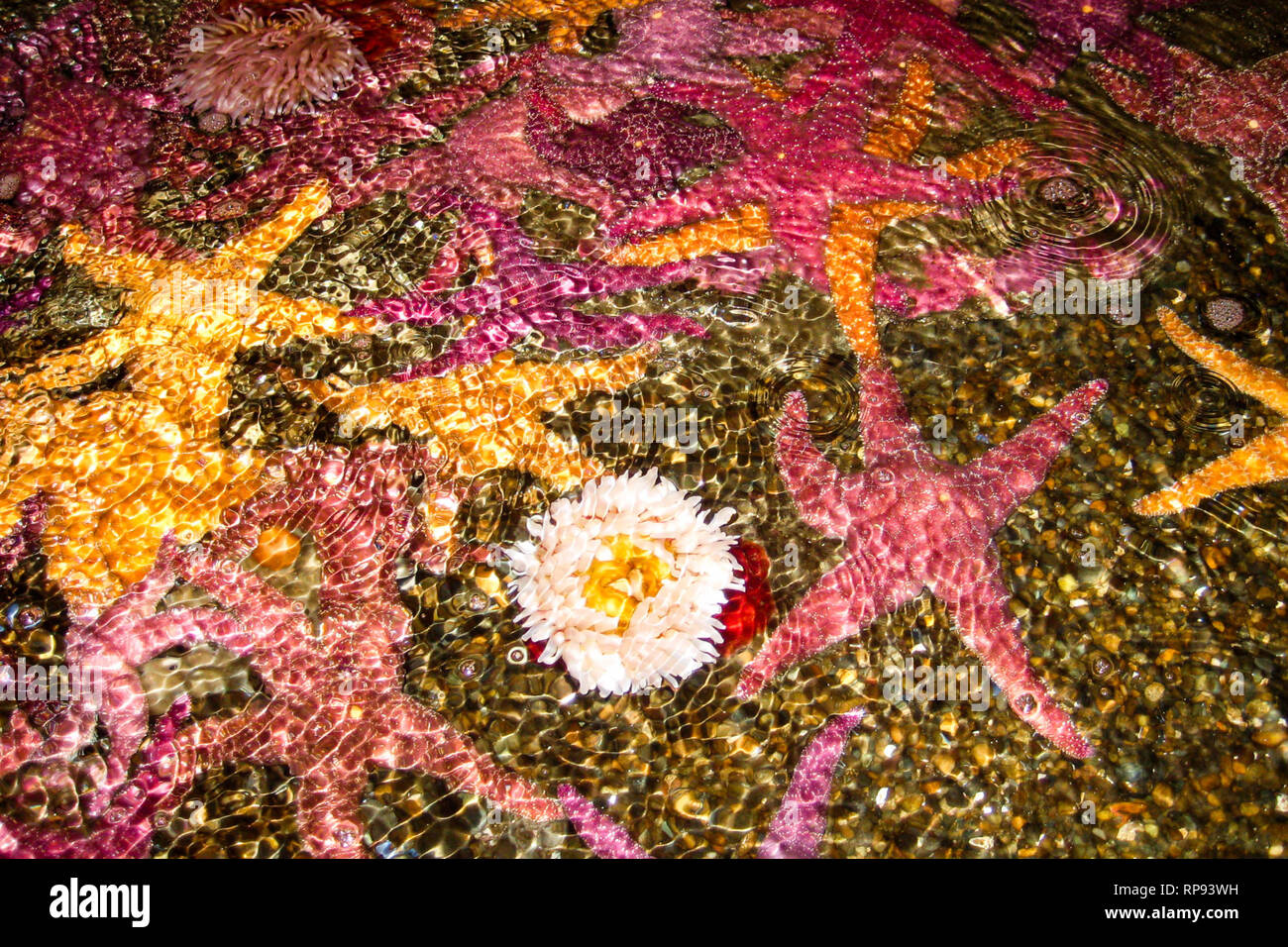 Purple sea star pisaster ochraceus hi-res stock photography and images ...