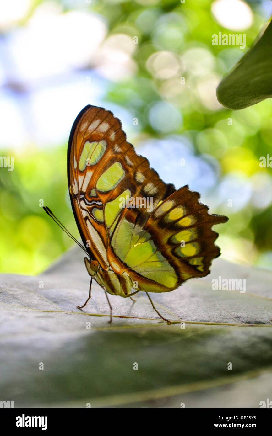 Malachite butterfly (Siproeta stelenes) on a large leaf, showing the ...