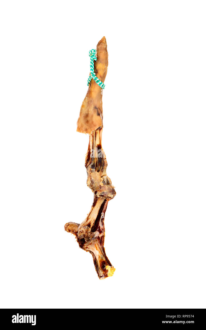 Bone of a Iberian Ham Leg , after it has been eated Isolated on a white ...