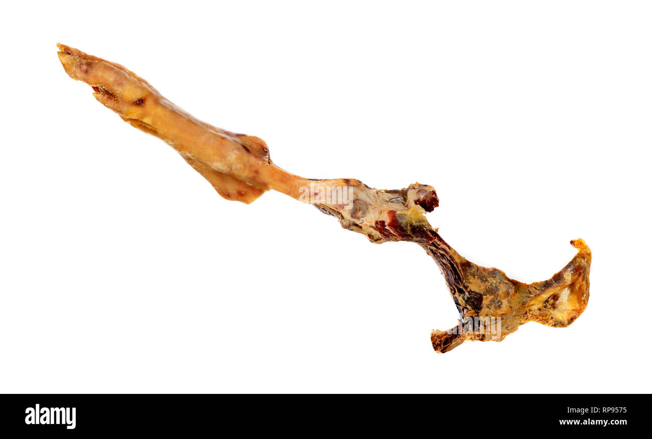 Bone of a Iberian Ham Leg , after it has been eated Isolated on a white ...
