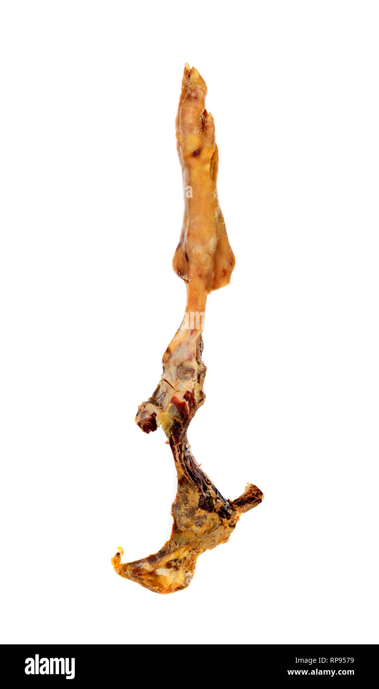 Bone of a Iberian Ham Leg , after it has been eated Isolated on a white ...