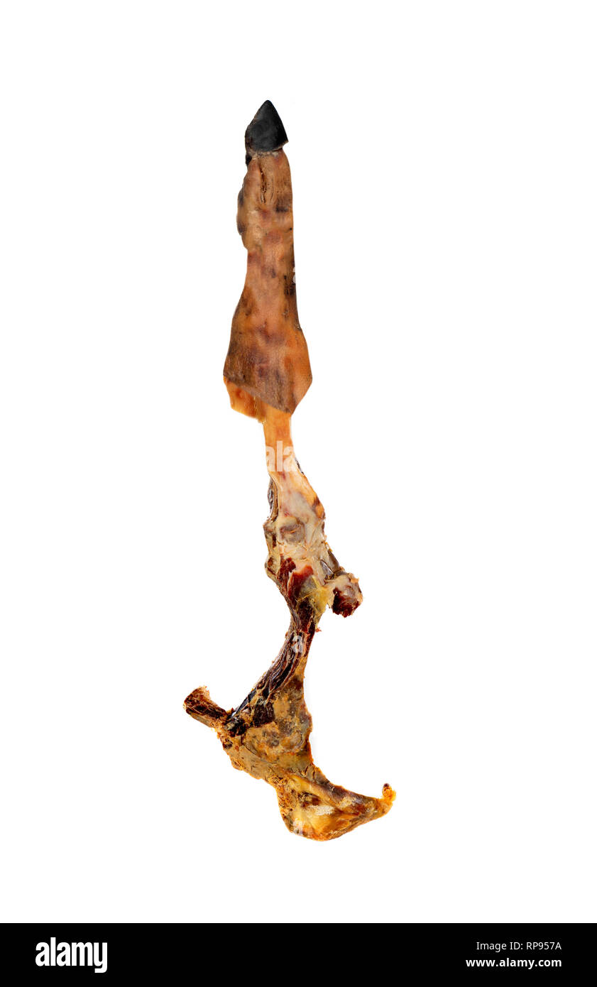 Bone of a Iberian Ham Leg , after it has been eated Isolated on a white ...