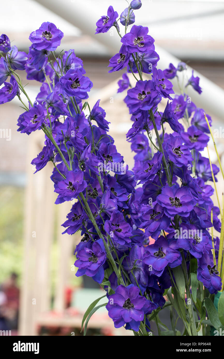 Blooming blue Delphinium elatum Magic Fountains flowers Stock Photo - Alamy