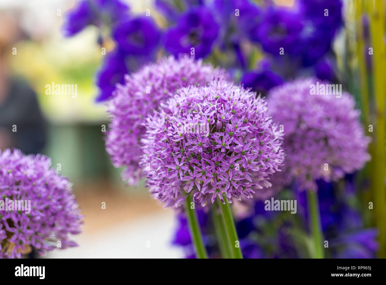 The flowers of the Allium Giganteum (Giant Allium or Giant Onion) the ...