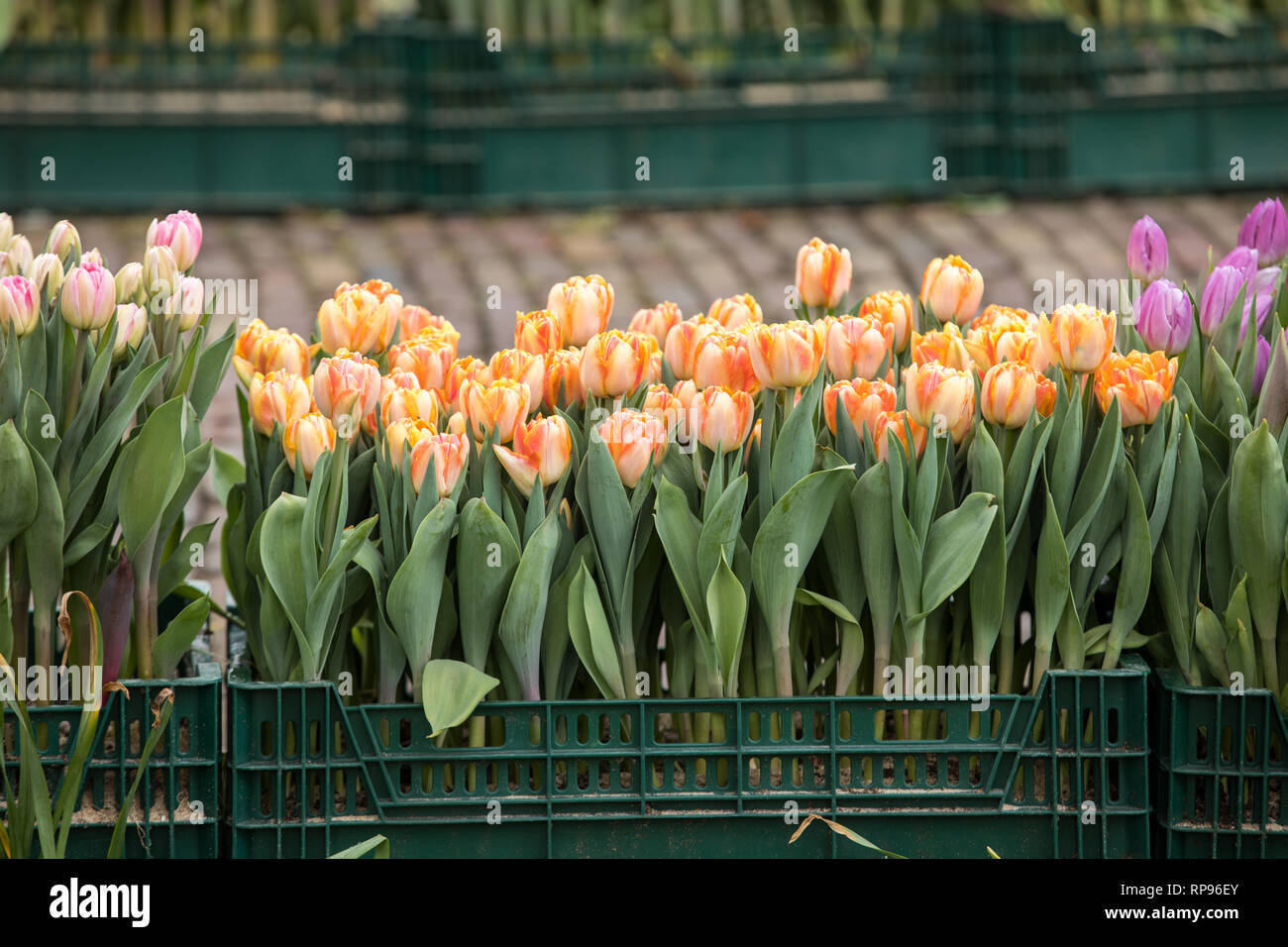 Tulips in box pattern hi-res stock photography and images - Alamy