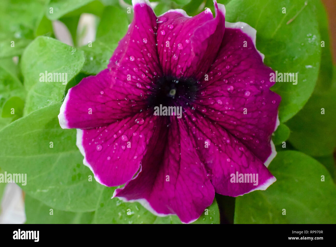 Petunia pink flower, Summer Flowers Stock Photo - Alamy