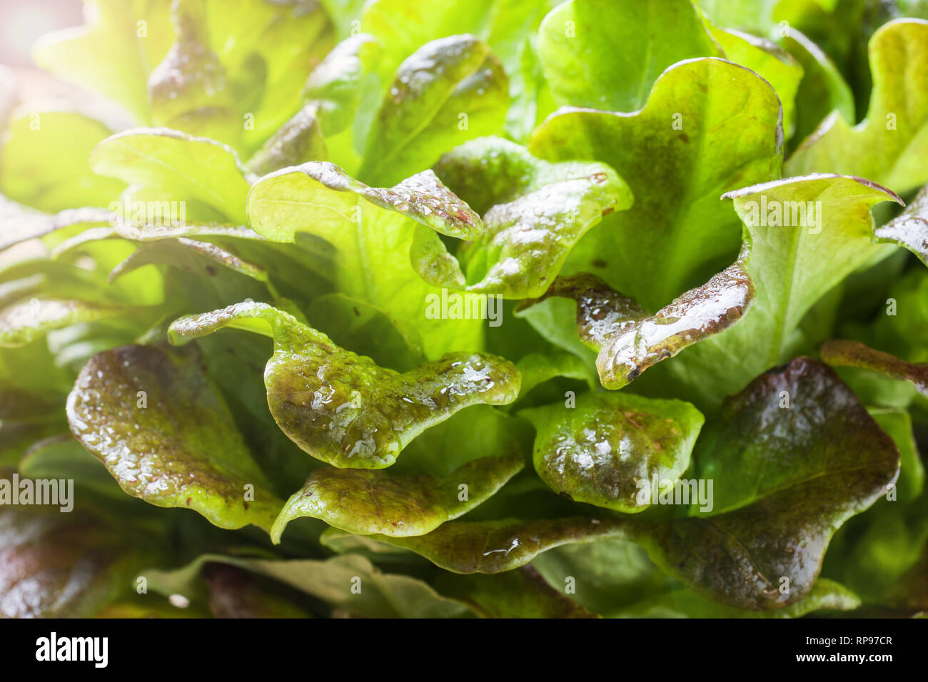 Fresh red lettuce Bush Oak leaves. Close up. Green background Stock ...