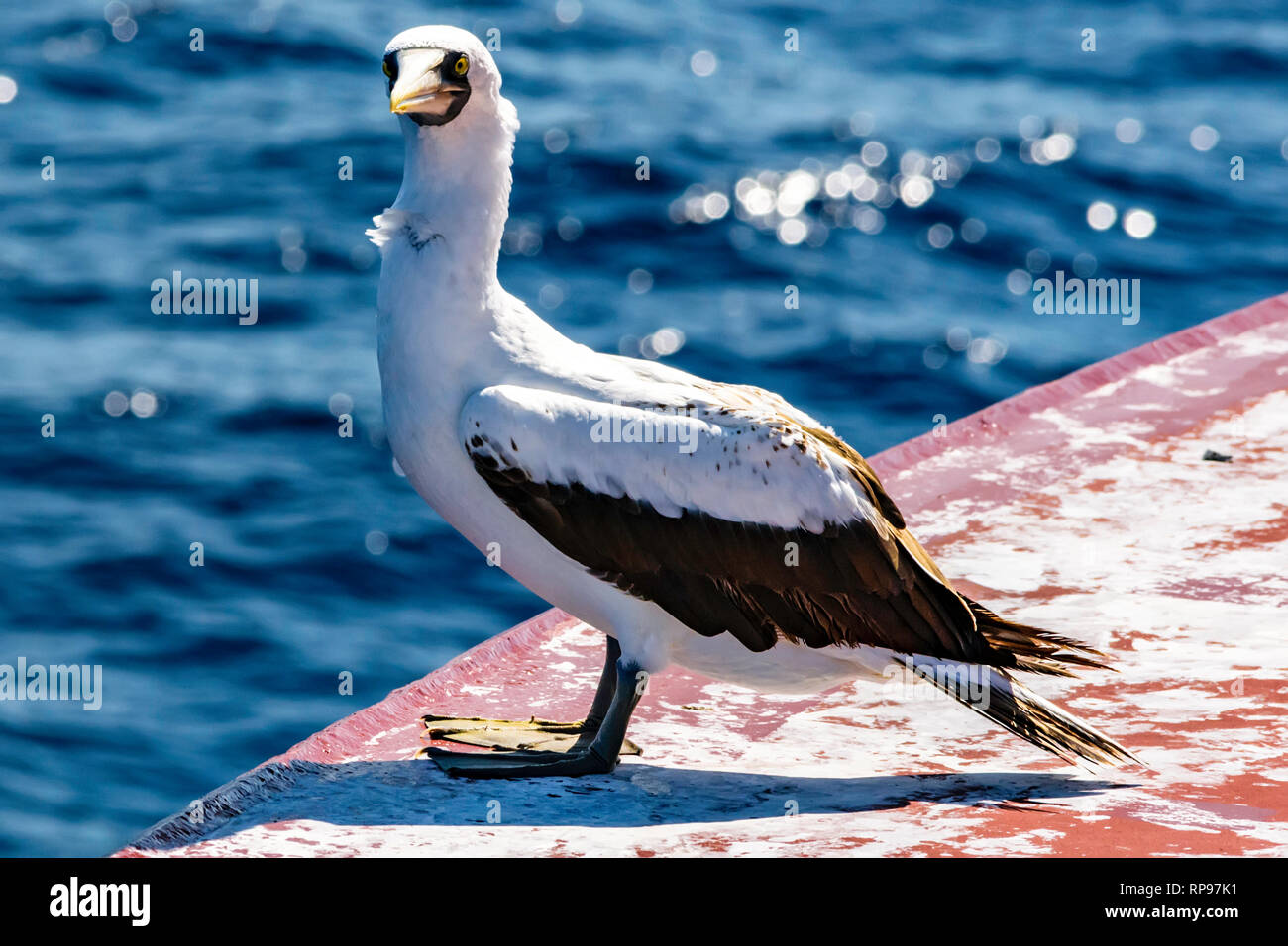 Seagull resting on a ship's bow Stock Photo - Alamy