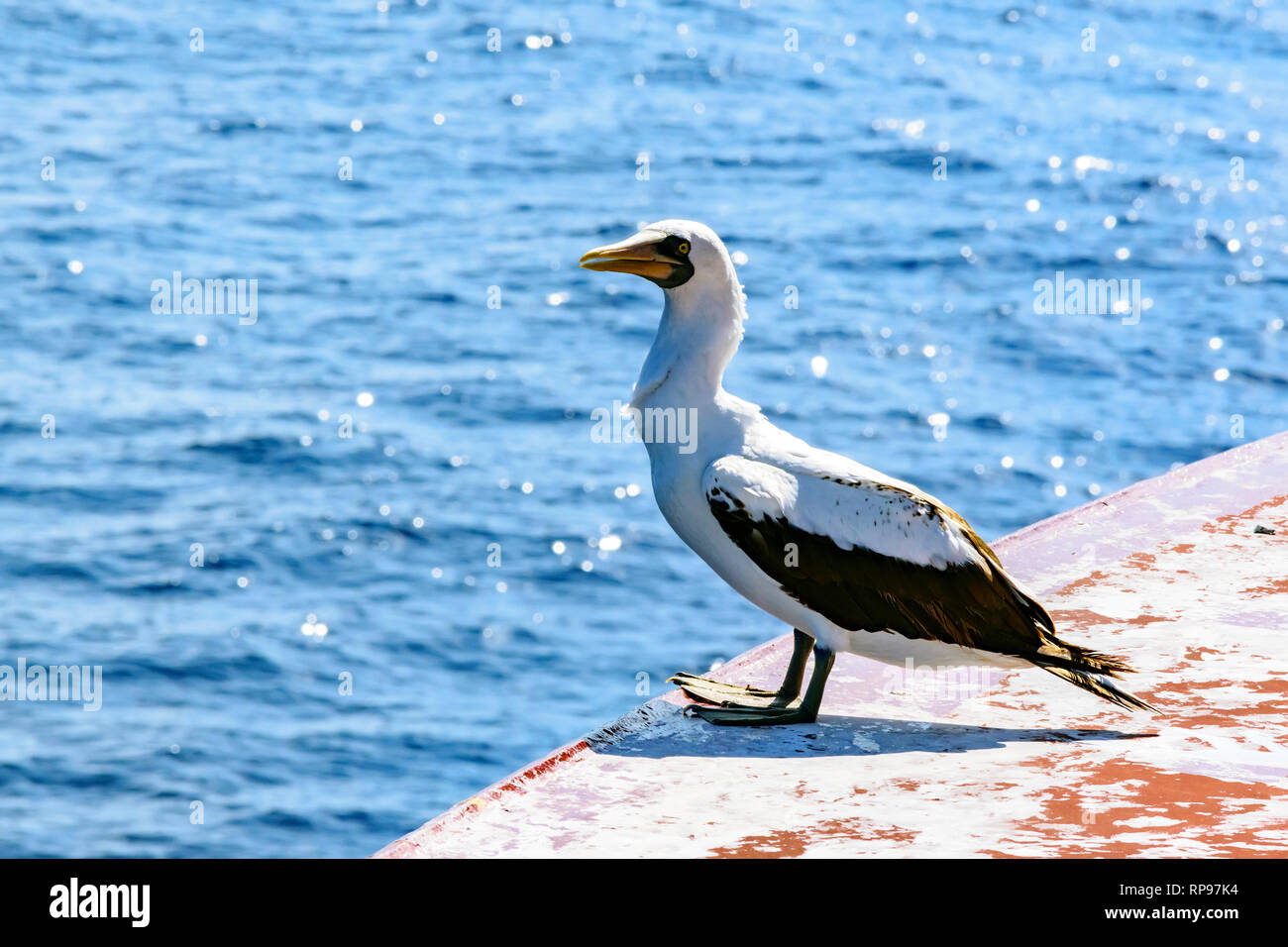 Seagull resting on a ship's bow Stock Photo - Alamy