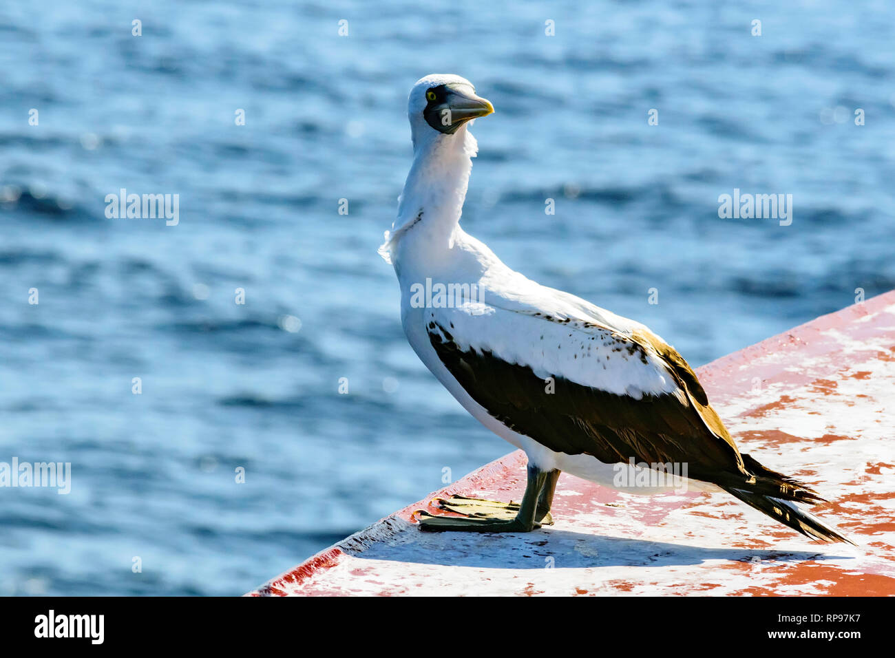 Resting On A Ships Bow High Resolution Stock Photography and Images - Alamy