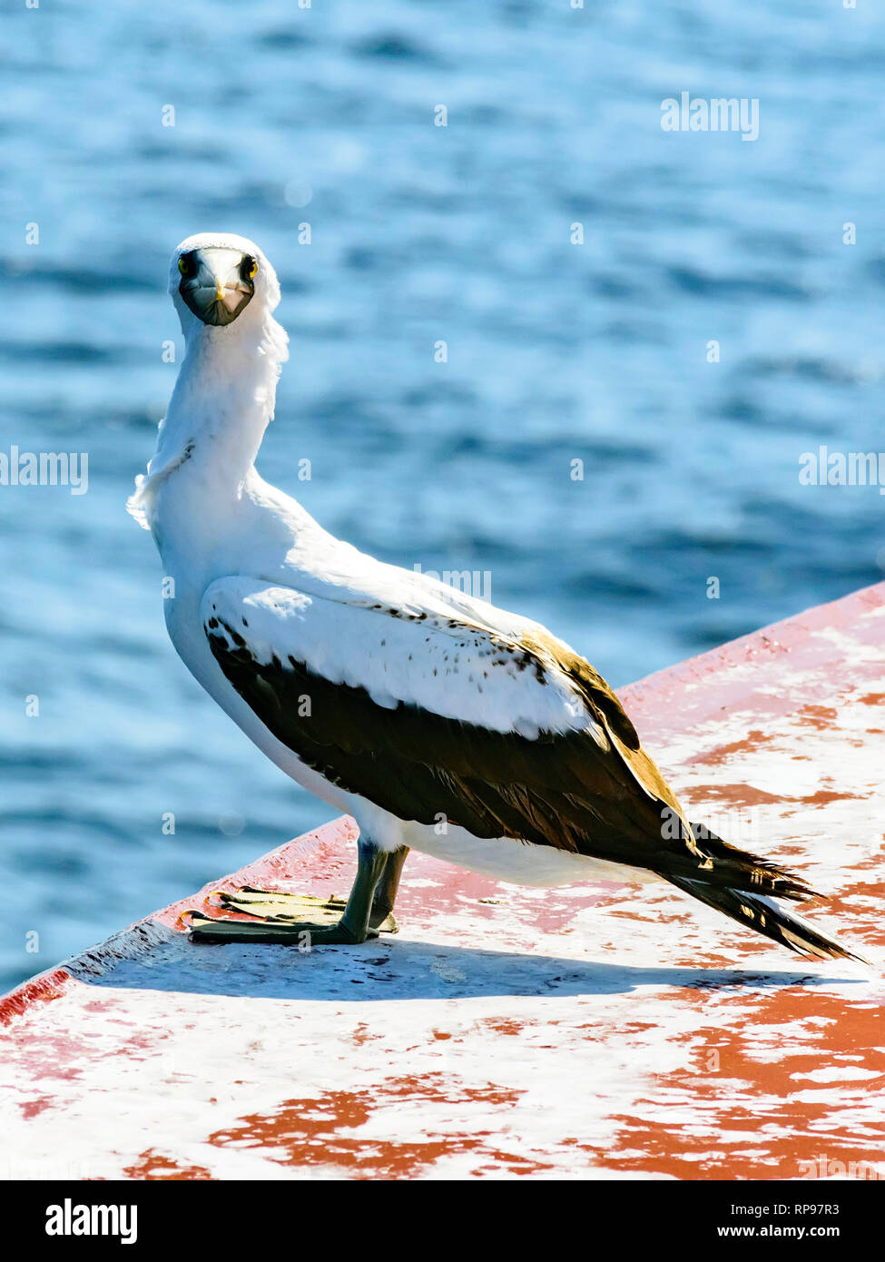 Resting On A Ships Bow High Resolution Stock Photography and Images - Alamy