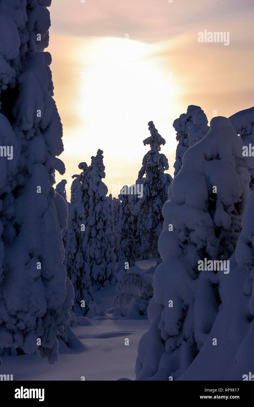 Snow and ice covered coniferous trees in Lapland , Finland Stock Photo ...